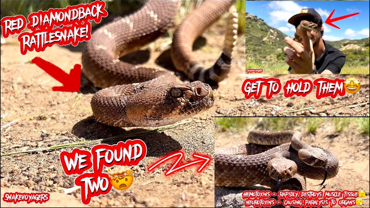 Red Rattlesnake Found in High Mountain Terrain! - YouTube