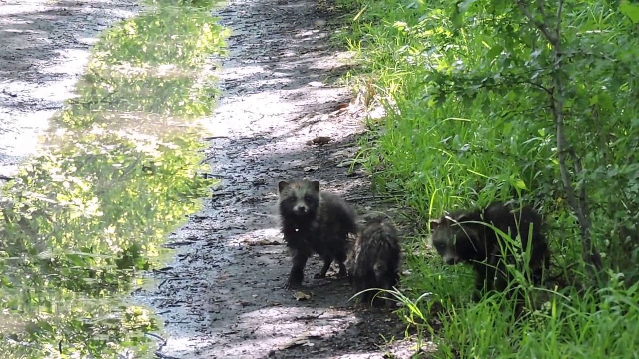 Łężczok małe jenoty. - YouTube