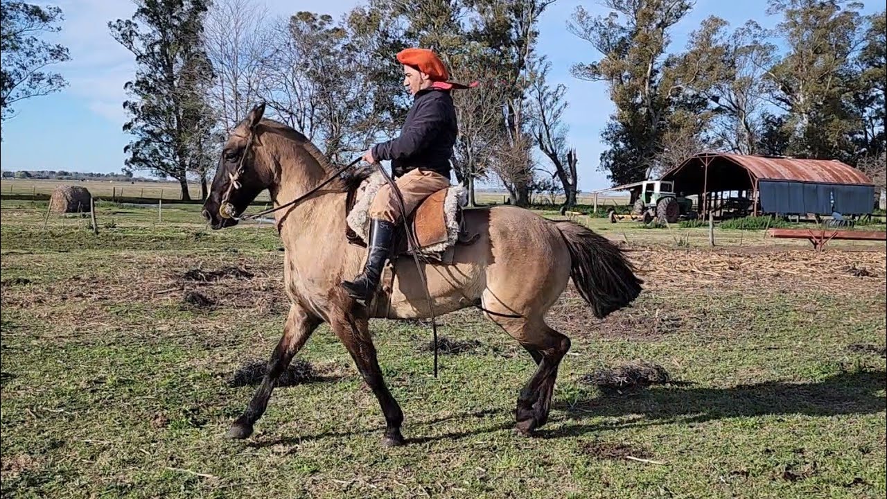 VENDIDO__obuno de buen fisico, buena alzada, para todo tipo de tareas ...