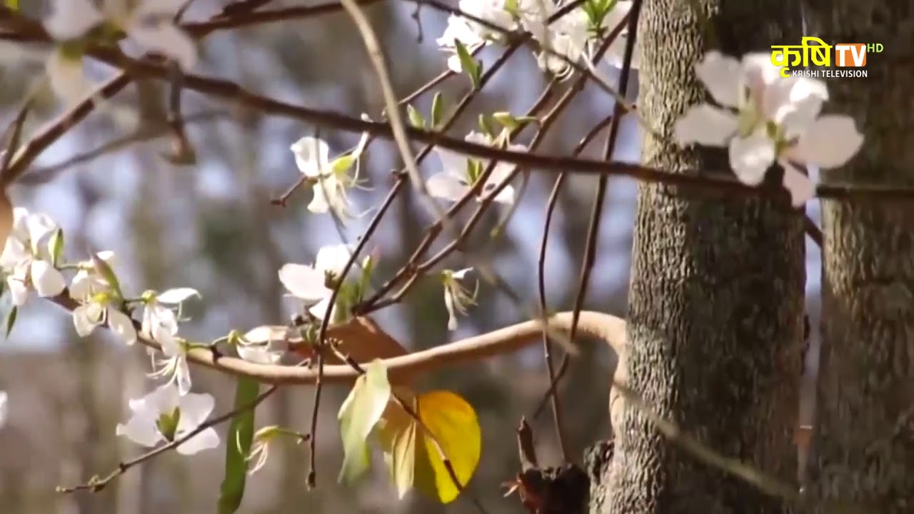 Puspanjali || Mountain Ebony (Koiralo Ko Phool) - YouTube