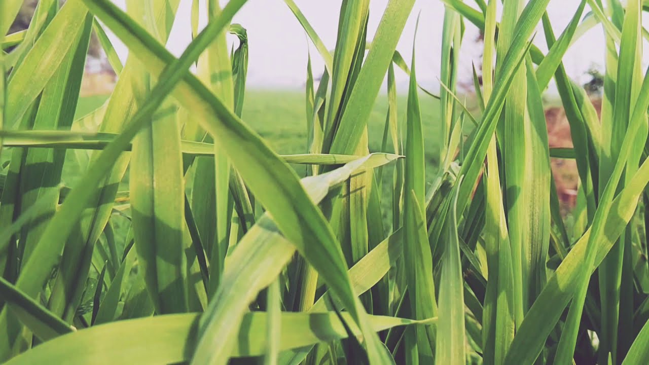 Nokia 6.1 plus Video Sample Nature Intro