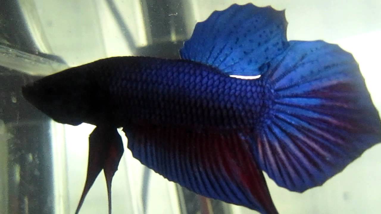 Blue Dragon Betta