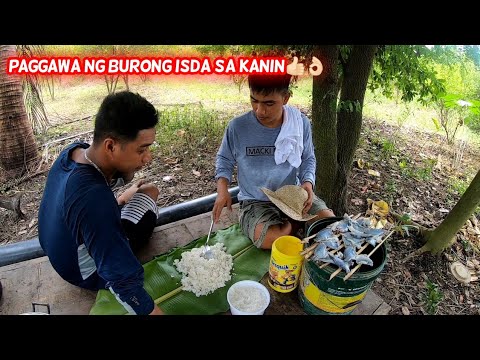 PAGGAWA NG BURONG ISDA SA KANIN (FERMENTED FISH ON RICE) + PAGBUNGKAL ...