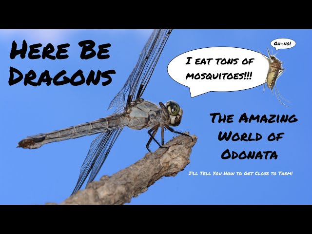 Dragonfly Memes Dragonfly Spiritual Faith Dragonflies Lovers " Poster