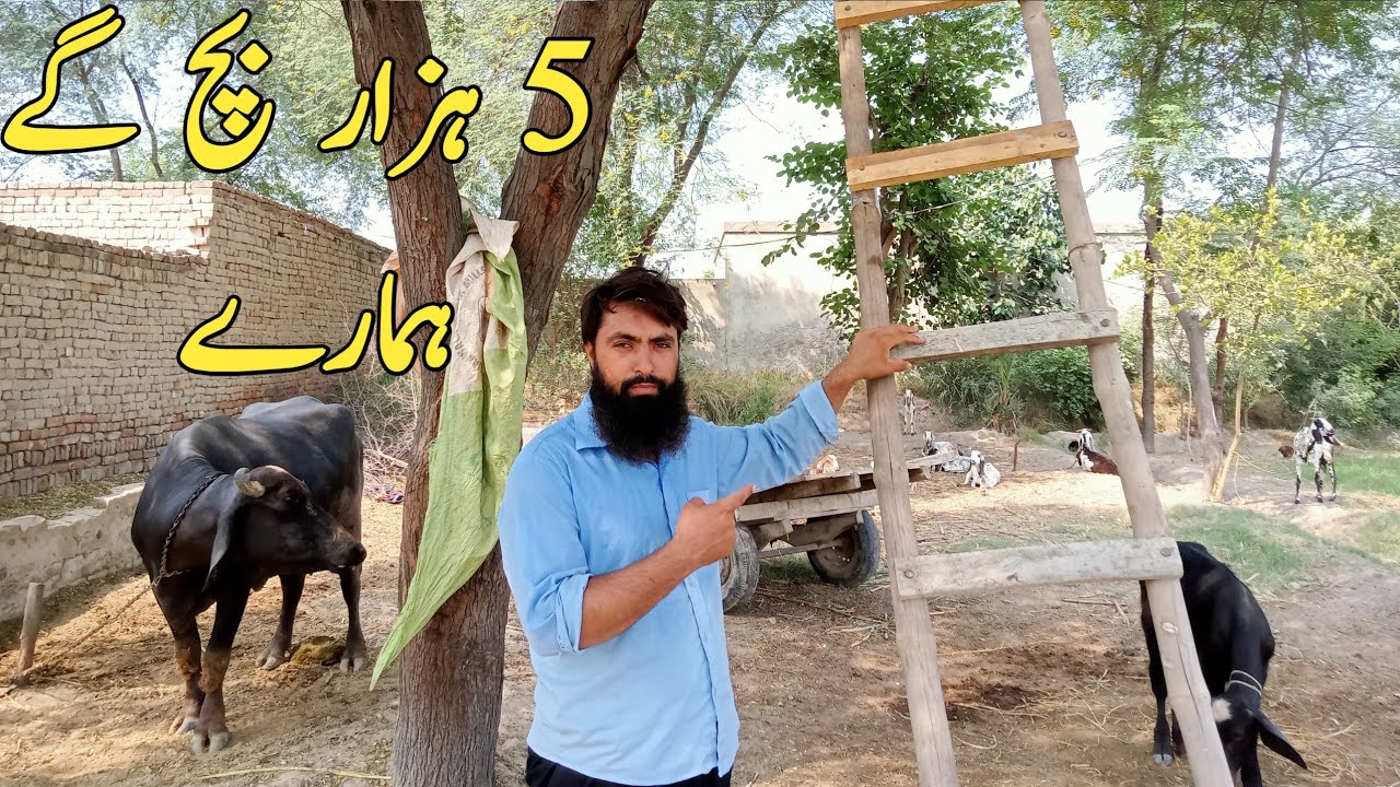 5 Hazar bach gy hamari 🤩🤩 - YouTube