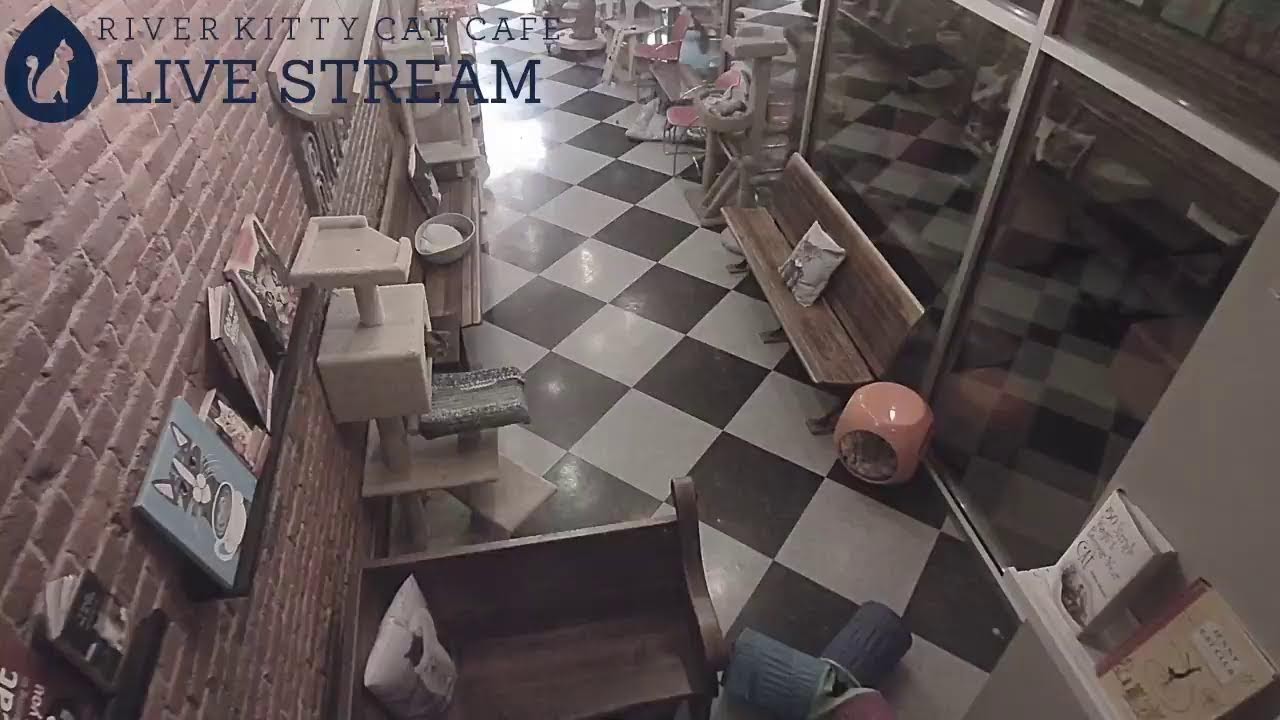 River Kitty Cat Café Live Stream - YouTube