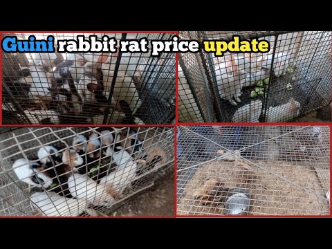 guini rabbit rat hen chicks price update - YouTube