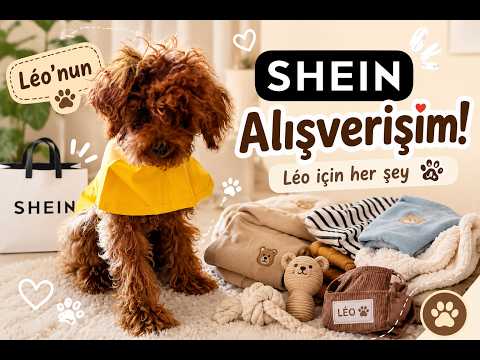 Toy Poodle Léo Kanada Kışına Hazır 🐶 Shein Köpek Kıyafetleri Haul!