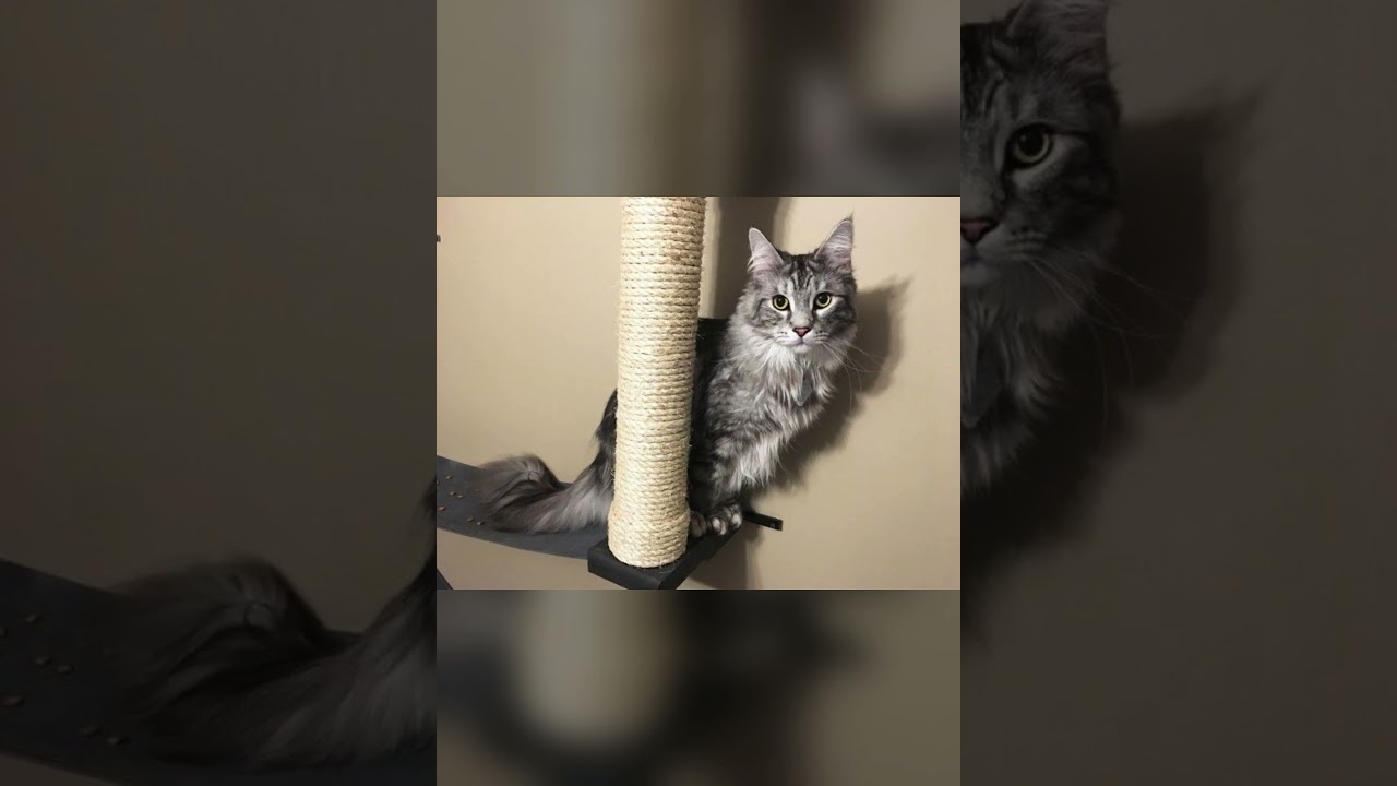 11 Foods That Can Harm Your Cat's Health: A Guide for Cat Owners