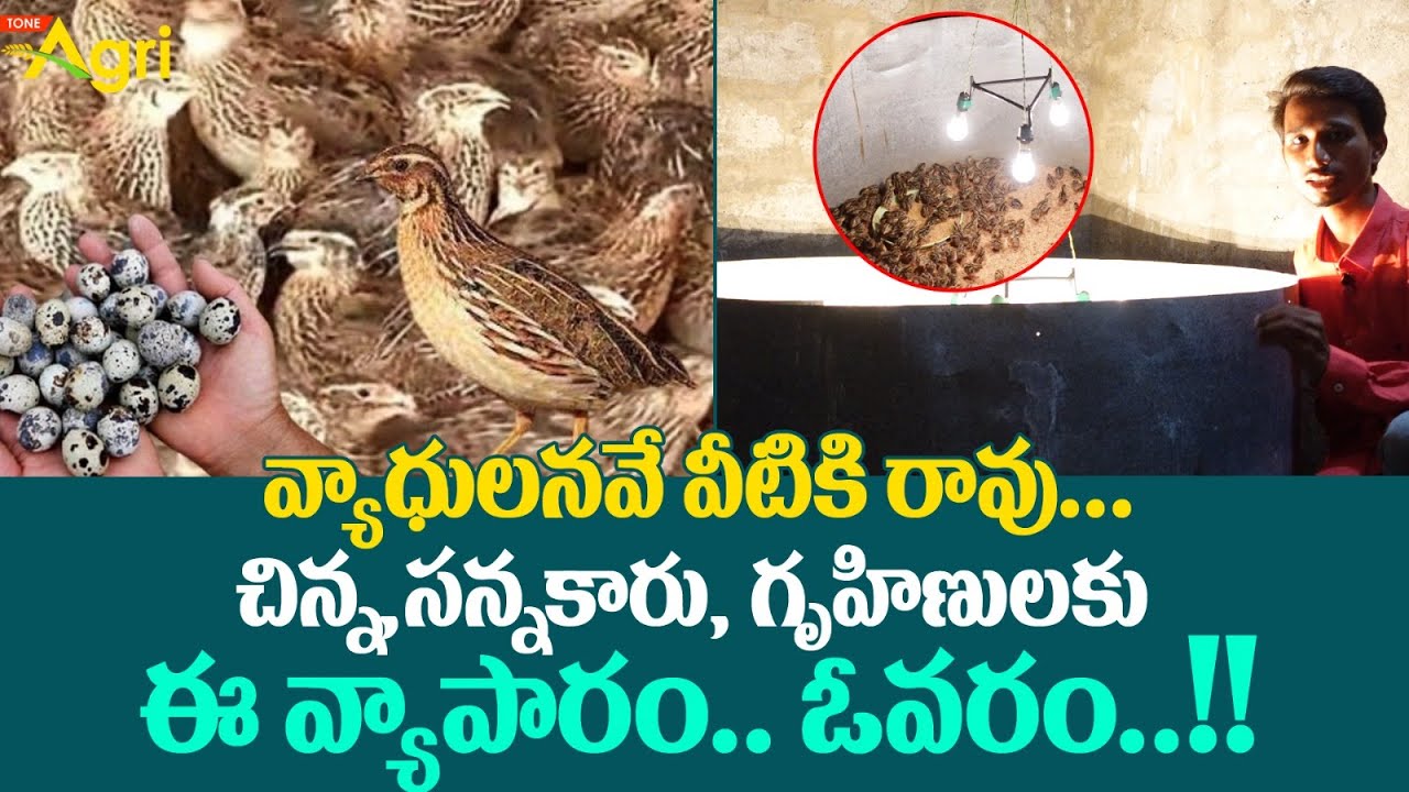 Kouju Pitta, Quail Birds | వ్యాధులనవే వీటికి రావు.. చిన్న, సన్నకారు ...