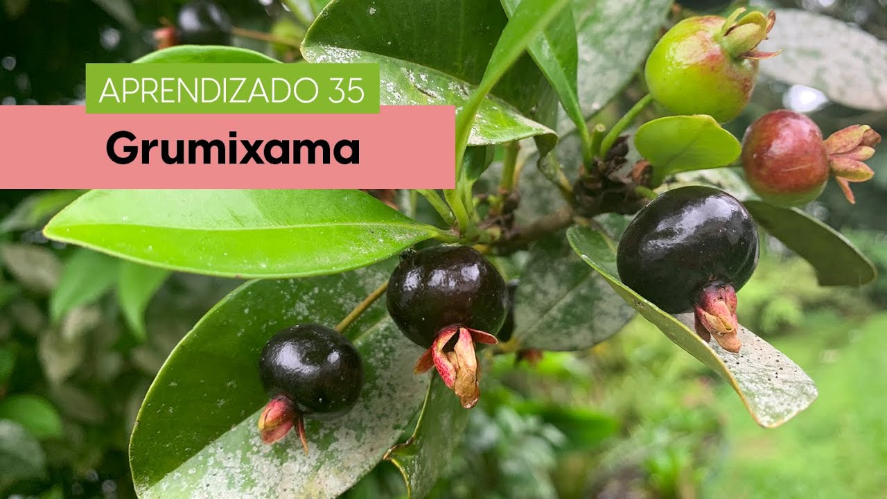 Grumixama - Aprendizado 35 - YouTube