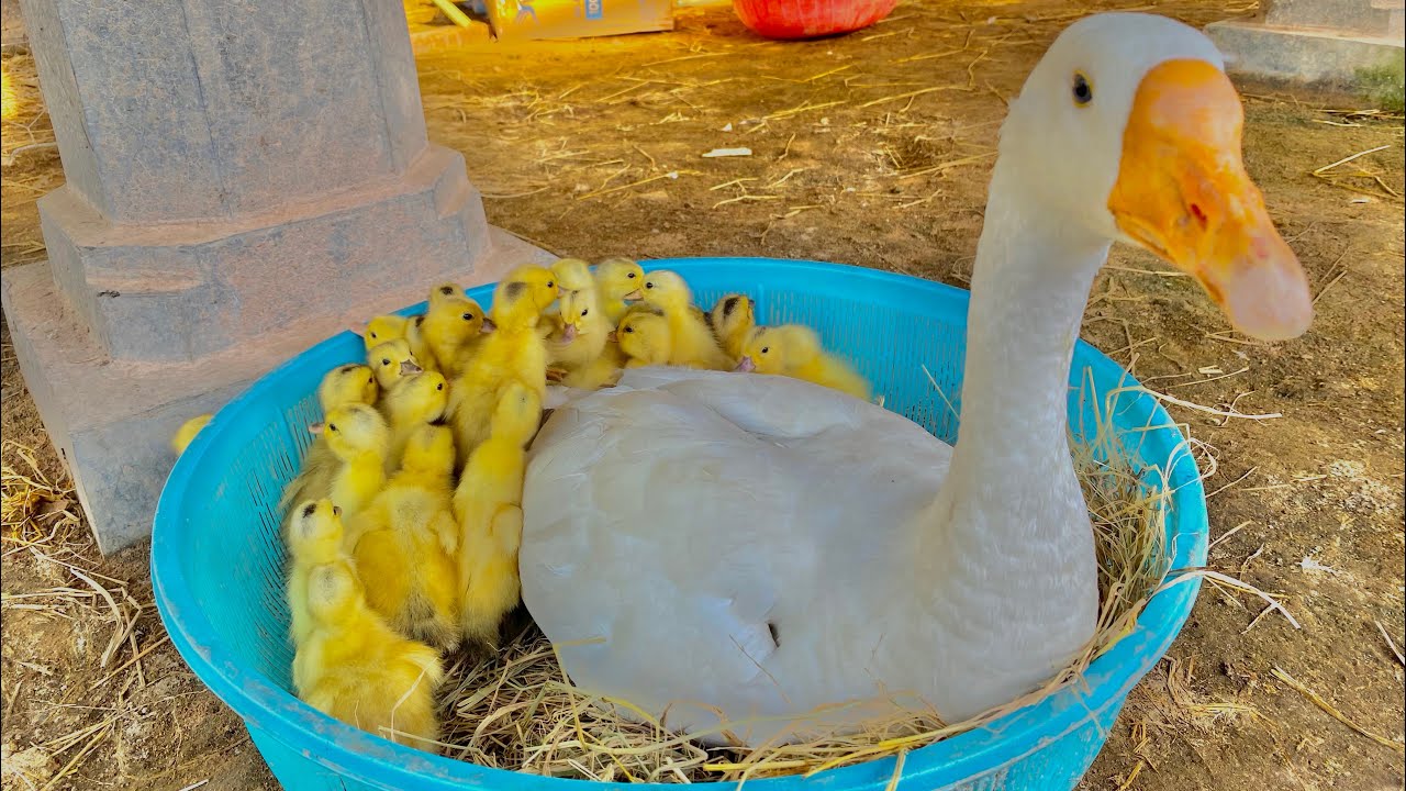 Amazing Pekin 60 Duckling Hatching FromEggs - Lovely Yellow Baby Ducks ...