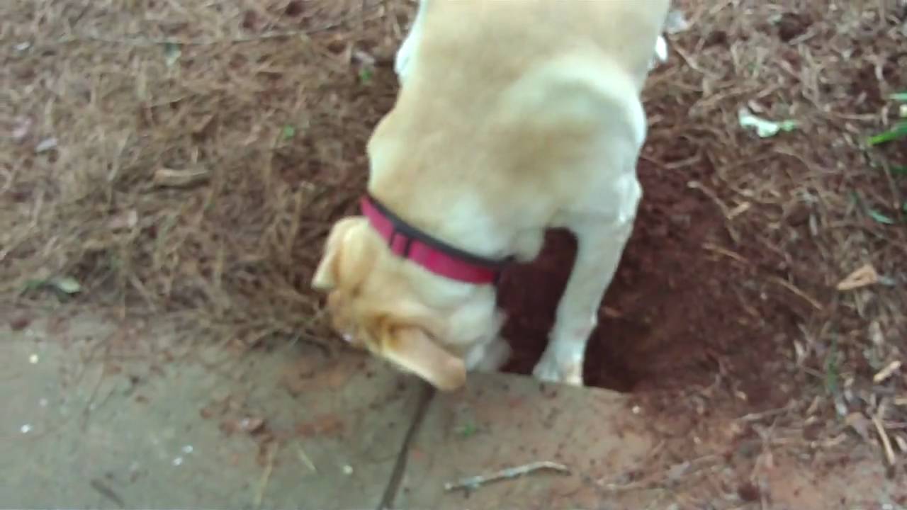 Funny Dog Digging Hole - YouTube