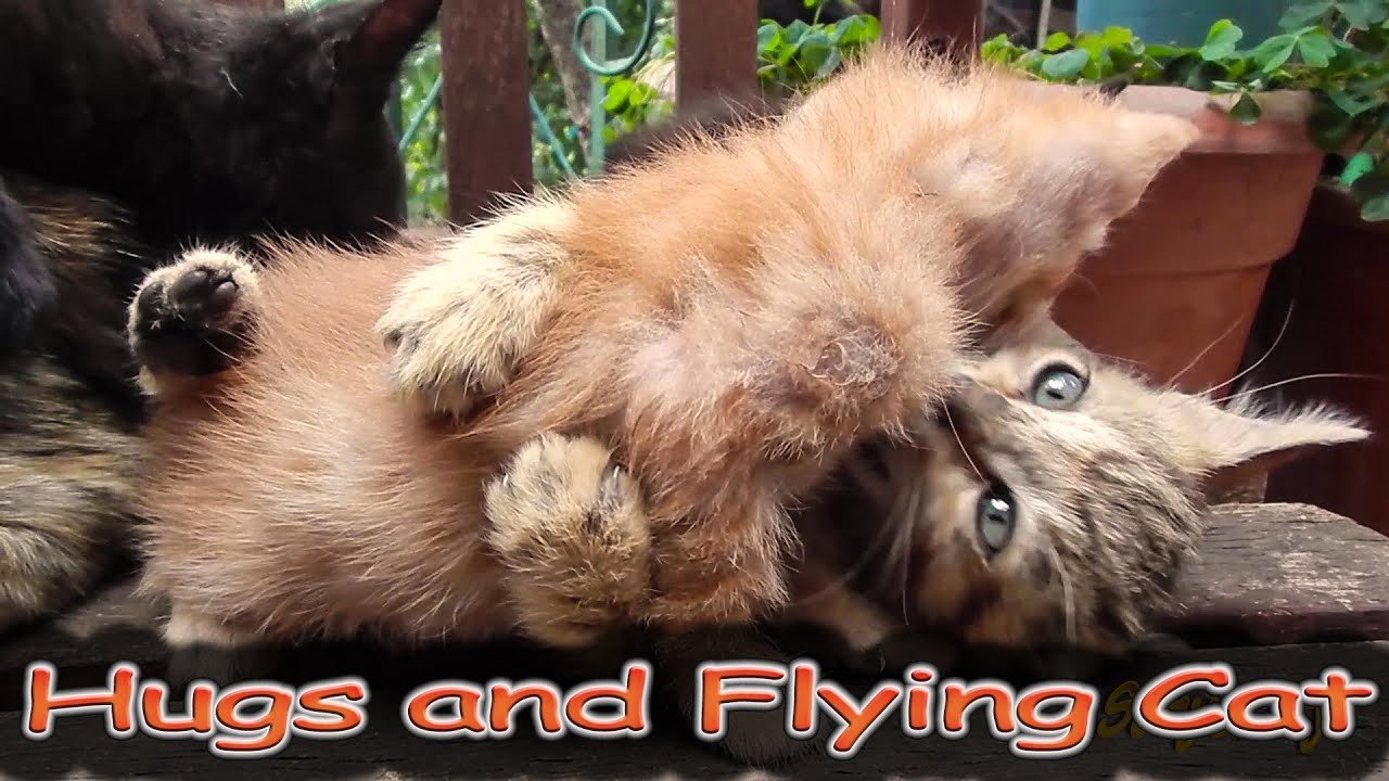 Hugs and Flying Cat .... :-) - Abbracci e Gatto Volante... :-) (: Sweet ...