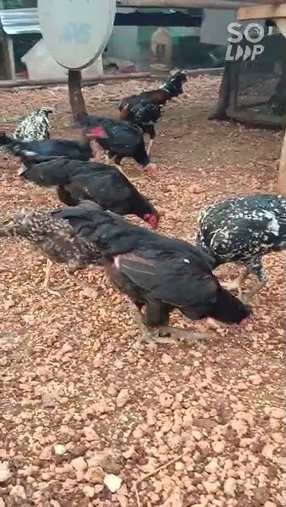 Welcome to Boss Jepoy TV. Kami po ay nag aalaga Ng mga Pure Native Basilan na manok Dito sa ...