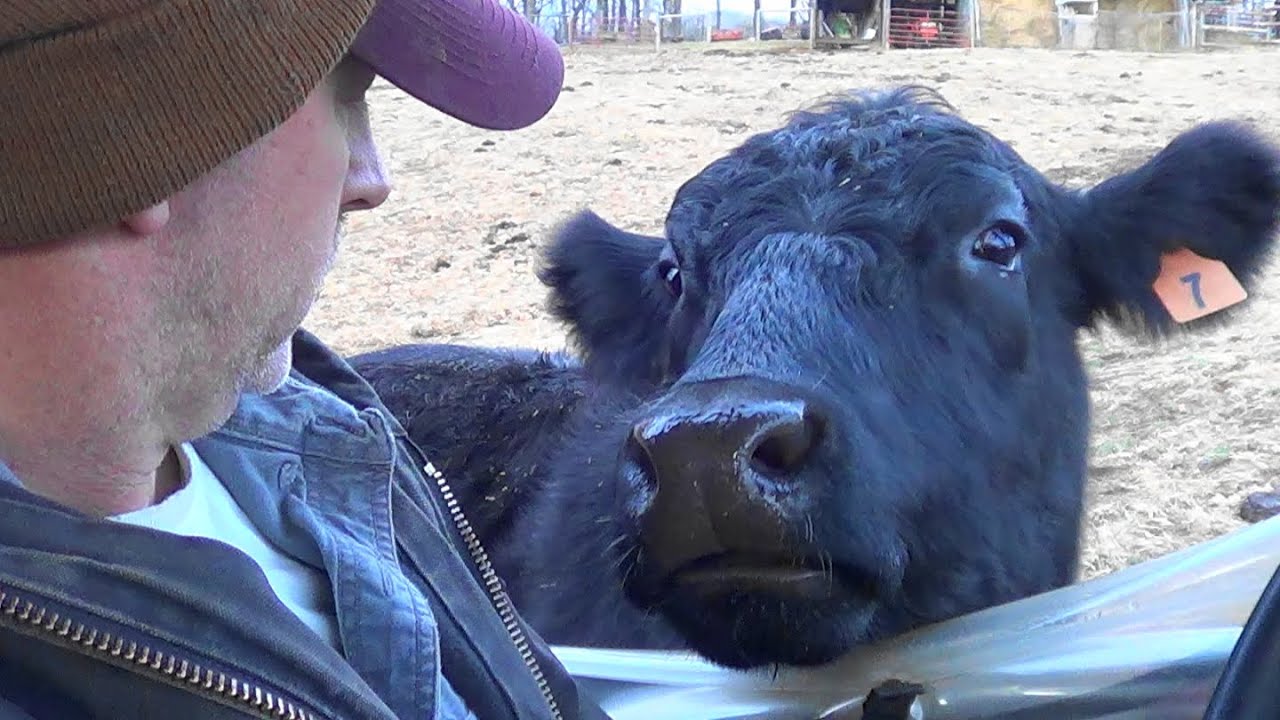 Fat calves, Bella Queen of the cows and beautiful sky - YouTube