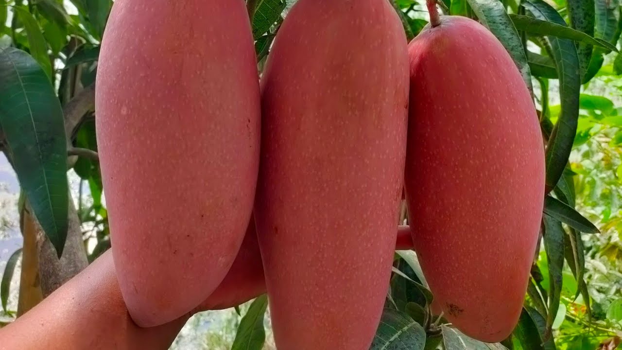 Mangga red ivory - YouTube