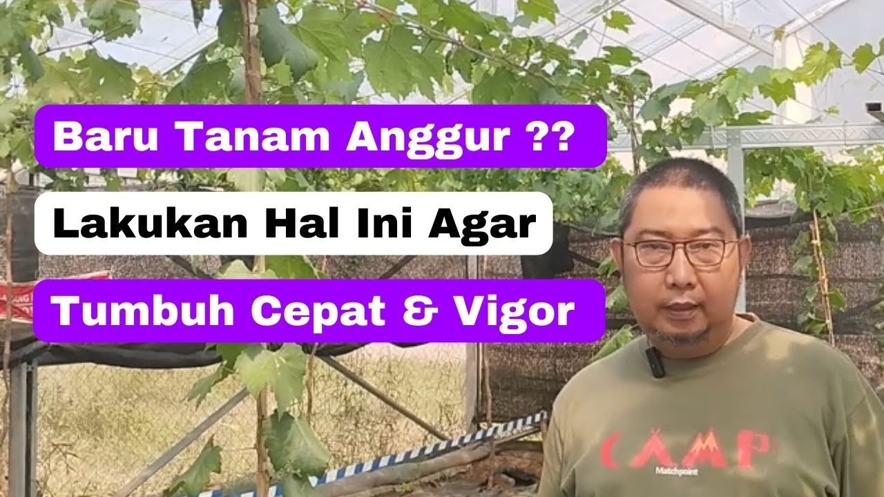 Tips Perawatan Pohon Anggur Baru Ditanam - Cocok Untuk Pemula - YouTube