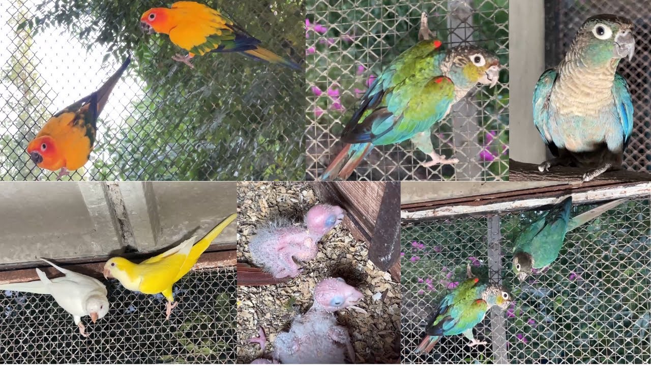Suncanor Parrots | All Breeds of Suncanor Parrot | Tips to raise a ...