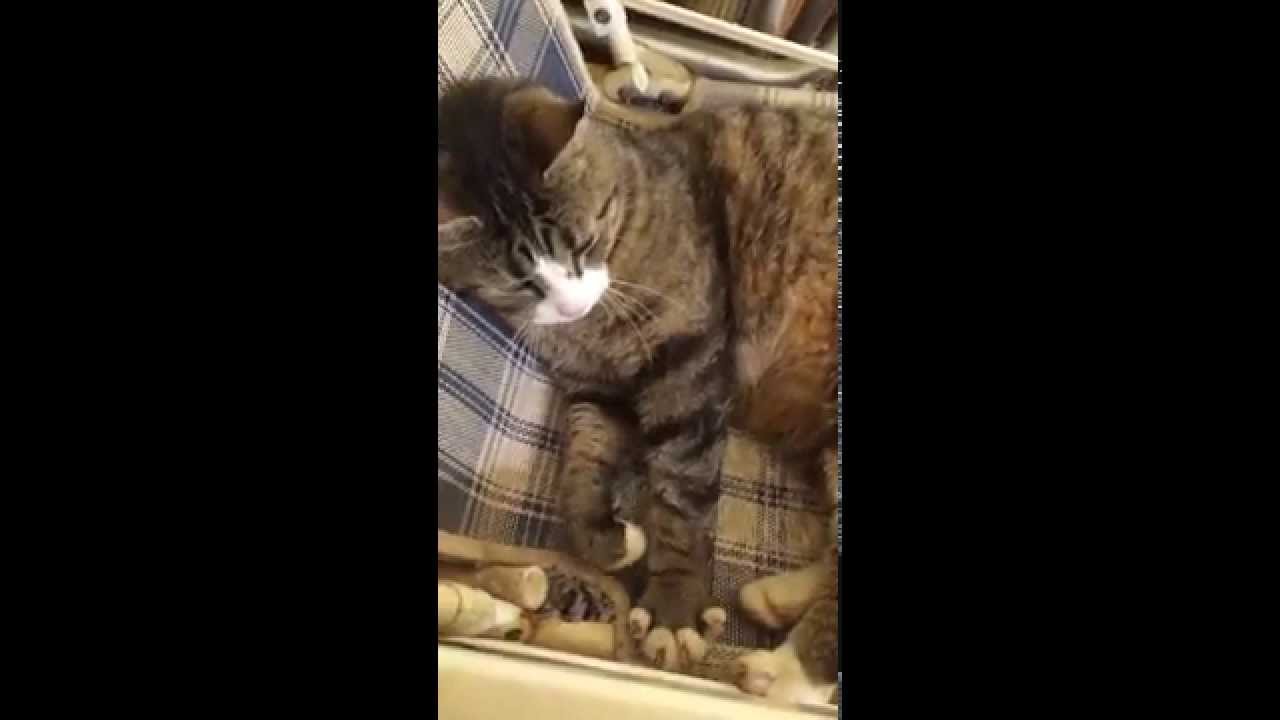 Turnip- Pippis cat - YouTube