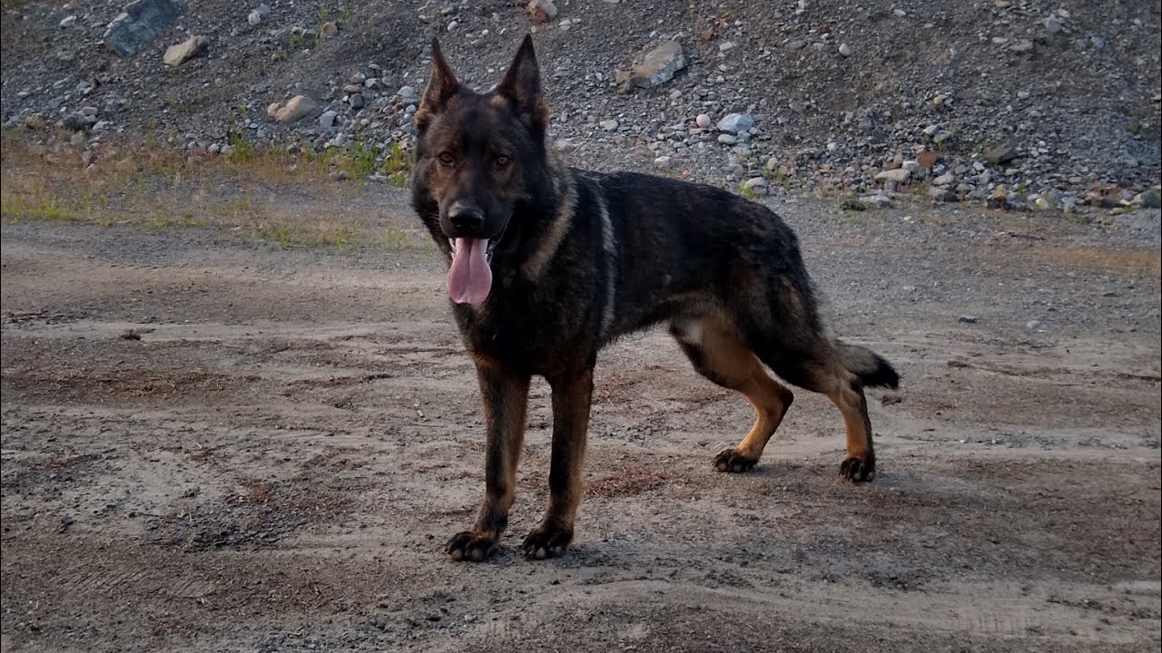 Off Leash German Shepherd Training - YouTube