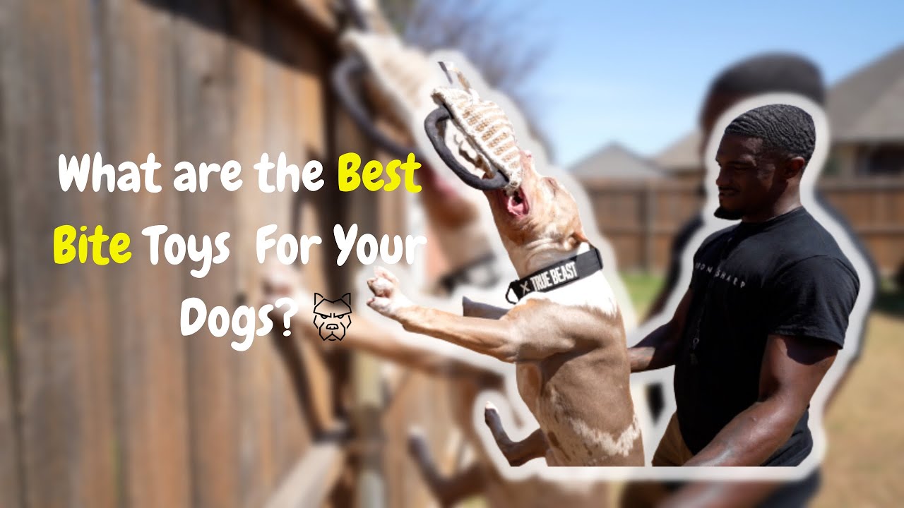 Best bite toys for dogs??? To begin bite training get the right tools ...