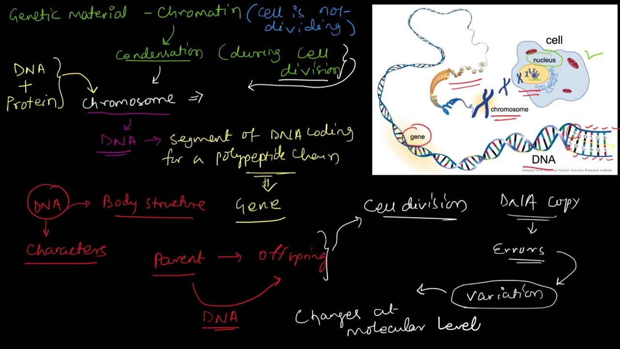 Introduction- Variation | Heredity and Evolution | Class-X | CBSE ...