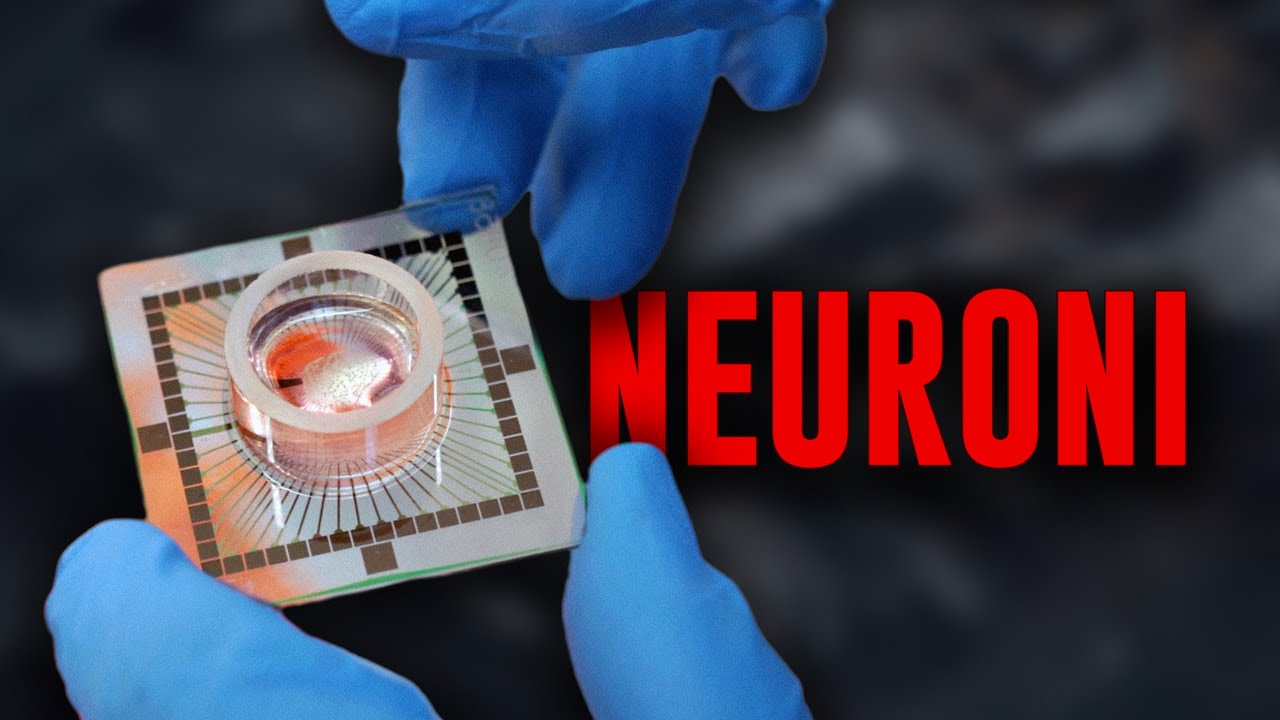 Hanno costruito un computer con 800.000 neuroni umani (e lo hanno fatto ...