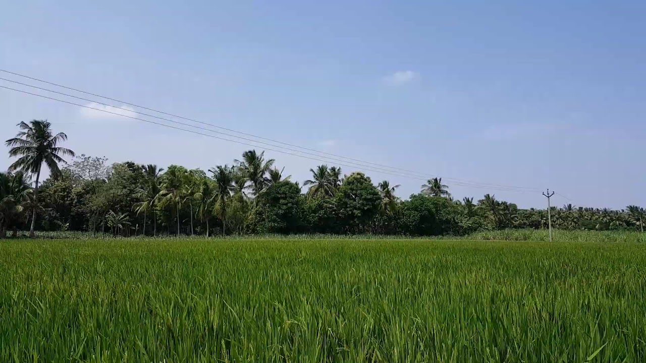 Rice crop in reproductive phase | Green paddy field - YouTube