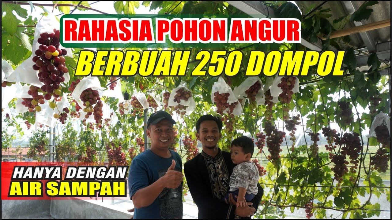 RAHASIA POHON ANGGUR BERBUAH 250 DOMPOL - YouTube