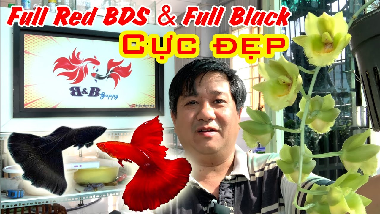 FULL RED BDS VÀ FULL BLACK ĐƯỢC NHIỀU NGƯỜI ƯA CHUỘNG VỚI ĐUÔI TO ĐẸP ...