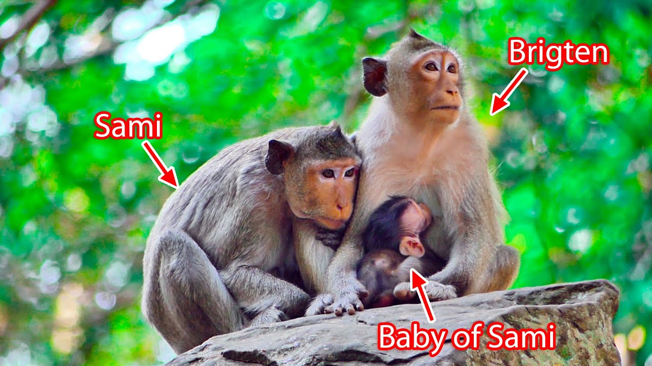 OMG_Sami monkey comforts Brigten Monkey to get his baby back after ...