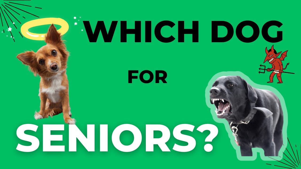 Choosing the Perfect Companion: Best Dogs for Seniors - YouTube