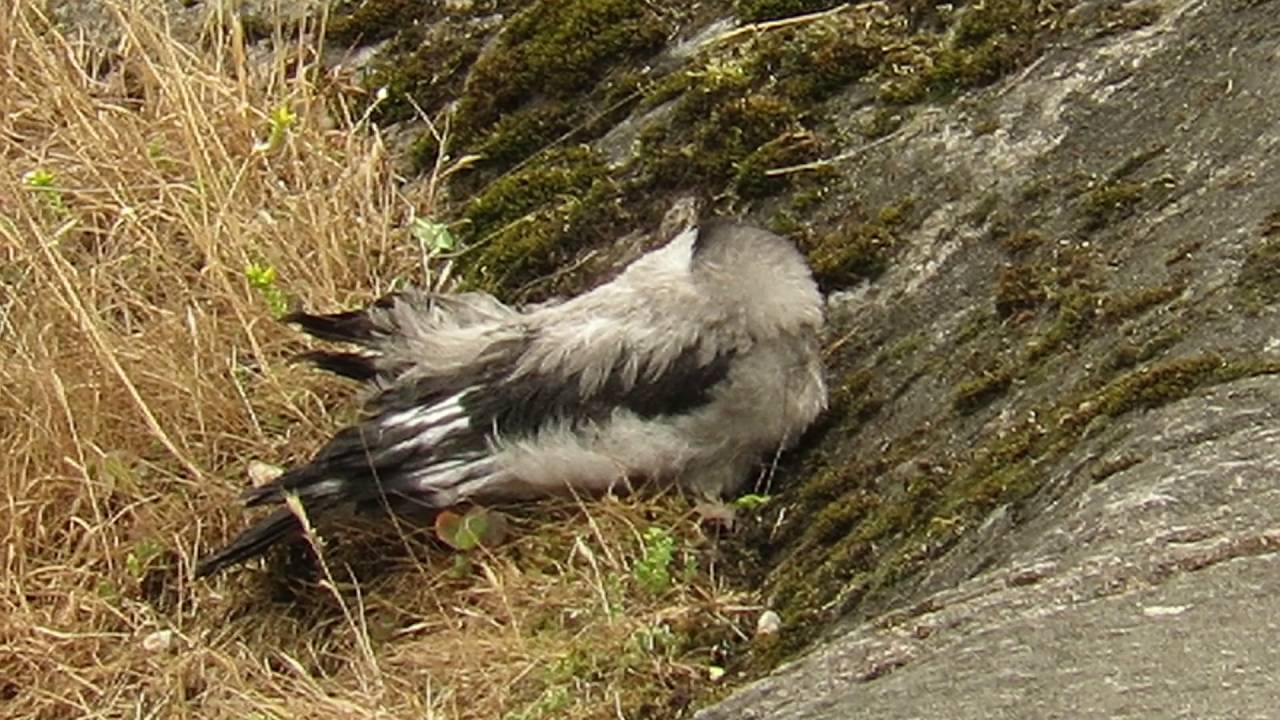 Hooded Crow fledgling napping on the ground - YouTube