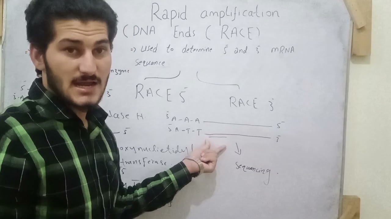 RACE rapid amplification of Cdna ends in English by undefined learning ...