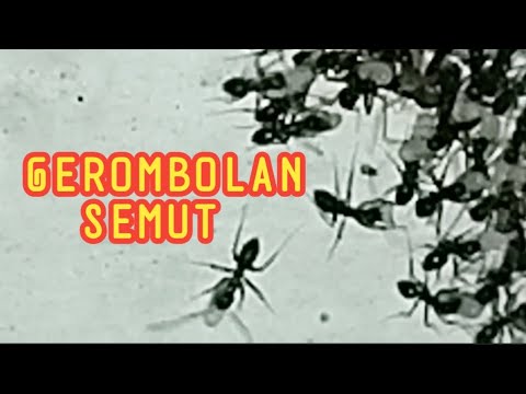 Inilah Gerombolan Semut Terbanyak - YouTube