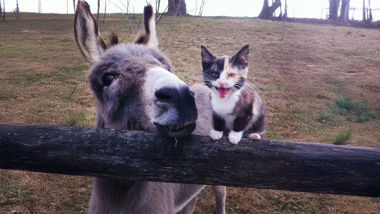 When Your Cat Comes Back Home With a Surprise New Friends 😺🐯🦁🐴🐐 - YouTube
