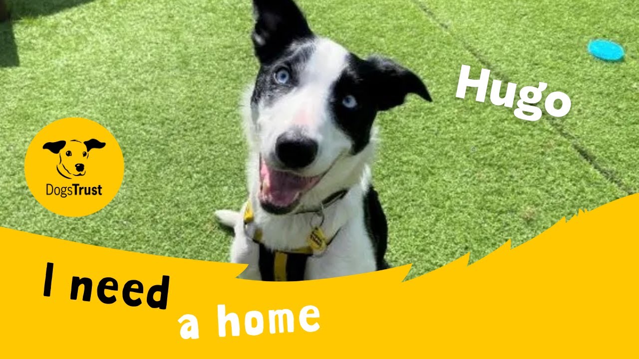 Hugo the handsome Collie | Dogs Trust West Calder - YouTube