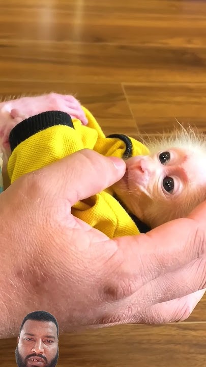 Super Small Monkey Bibi #animals #cute #babymonkey - YouTube