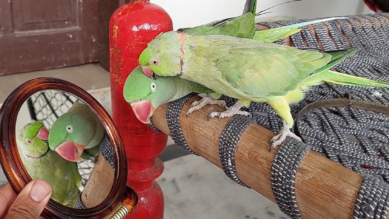 Funny Talking Parrots Compilation - YouTube