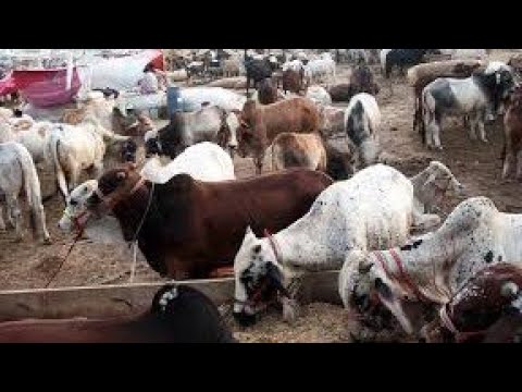 Halani Cow Mandi Sindh #vlog #shorts - YouTube