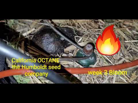 California OCTANE week 3 Bloom 🔥🔥🥑🥑 - YouTube