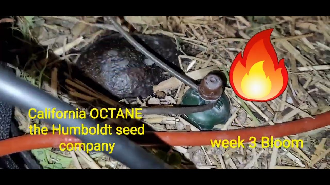 California OCTANE week 3 Bloom 🔥🔥🥑🥑 - YouTube