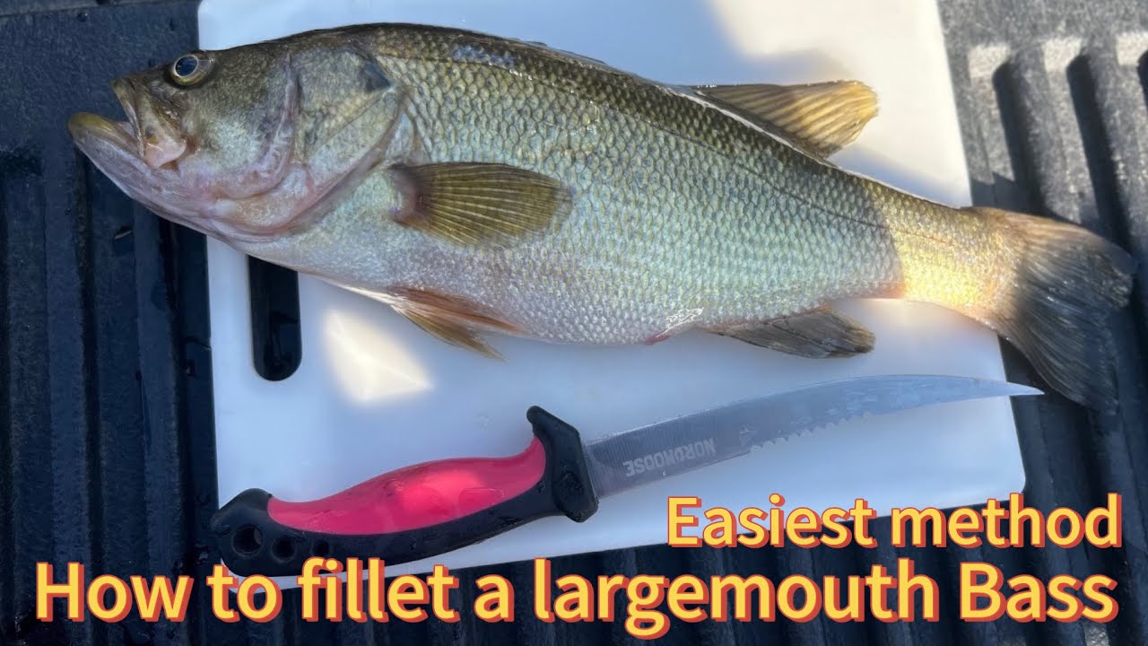 How to fillet a large mouth bass (ribless filets) - YouTube