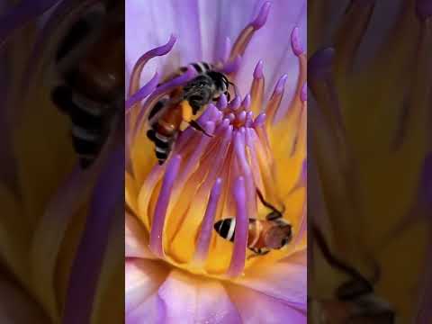 How Fast Do Bees Fly Mph? Discovering Their Speed and Surprising Facts ...