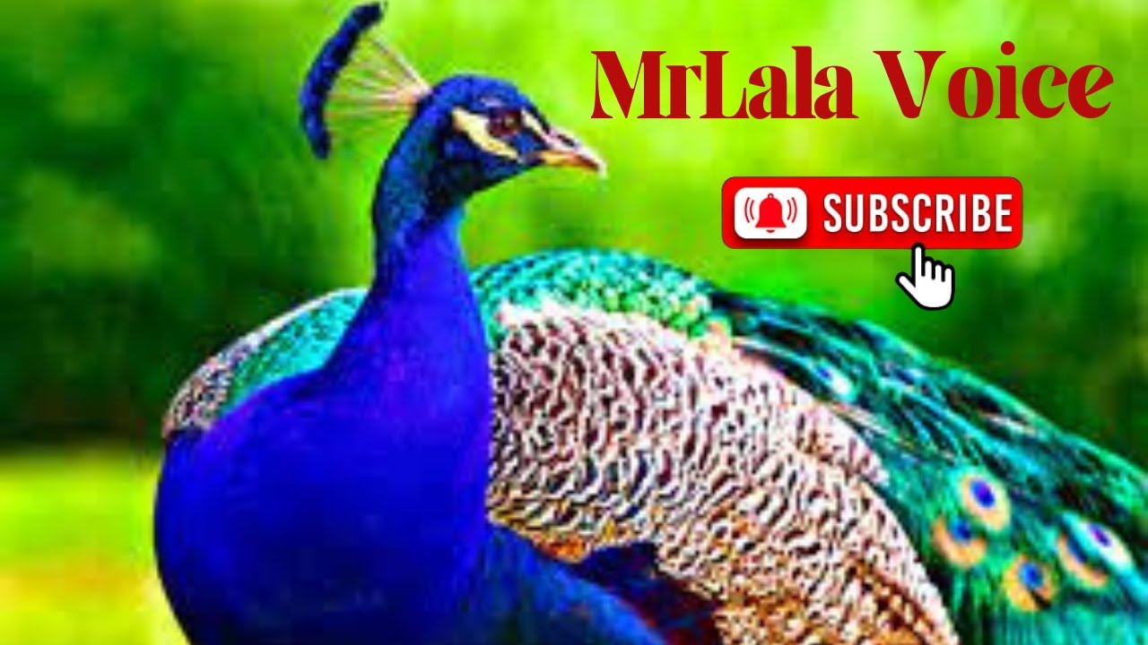 Peacock Dance Display - Peacocks Opening Feathers HD & Bird Sound ...