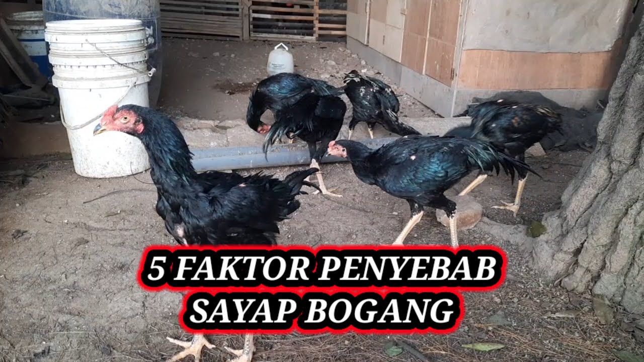 5 Faktor Penyebab Sayap Bogang - YouTube