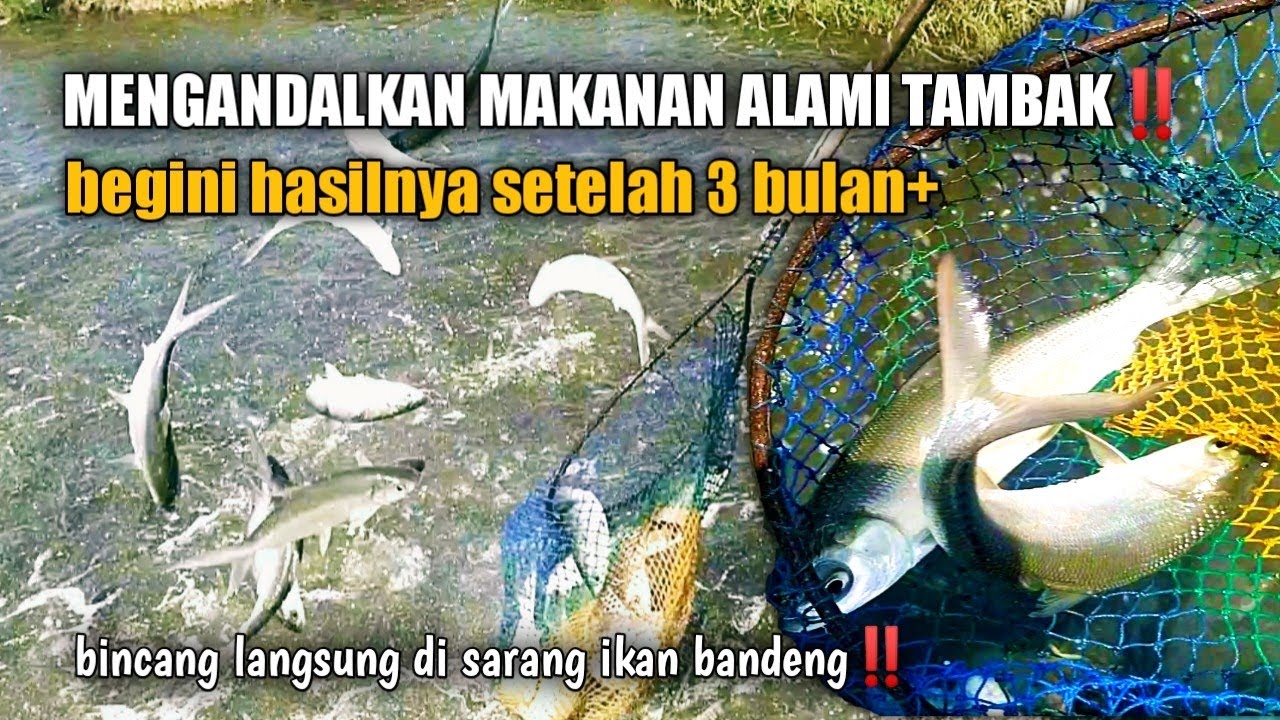 BUDIDAYA IKAN BANDENG SISTEM TRADISIONAL MURNI MENGGUNAKAN PAKAN ALAMI ...