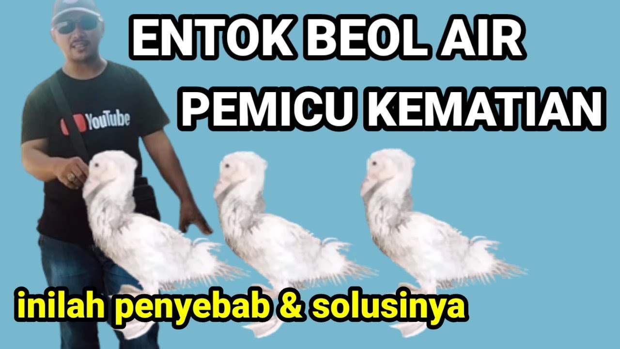 Wajib simak !! Penyebab dan solusi entok berak air yang mengakibatkan ...