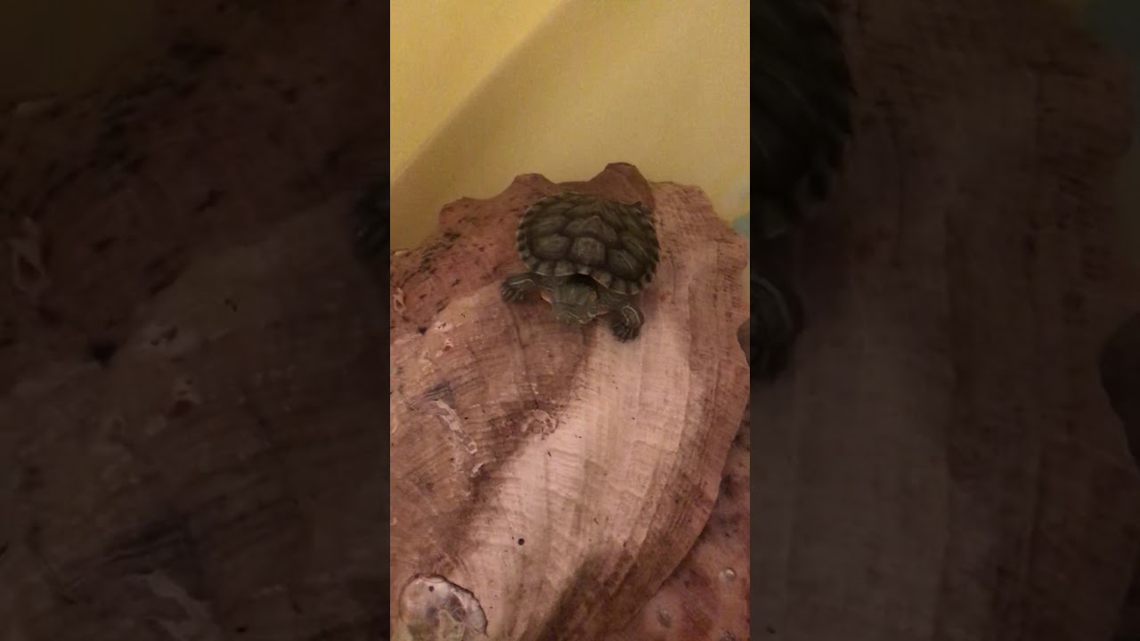Turtle sleeping on a shell - YouTube